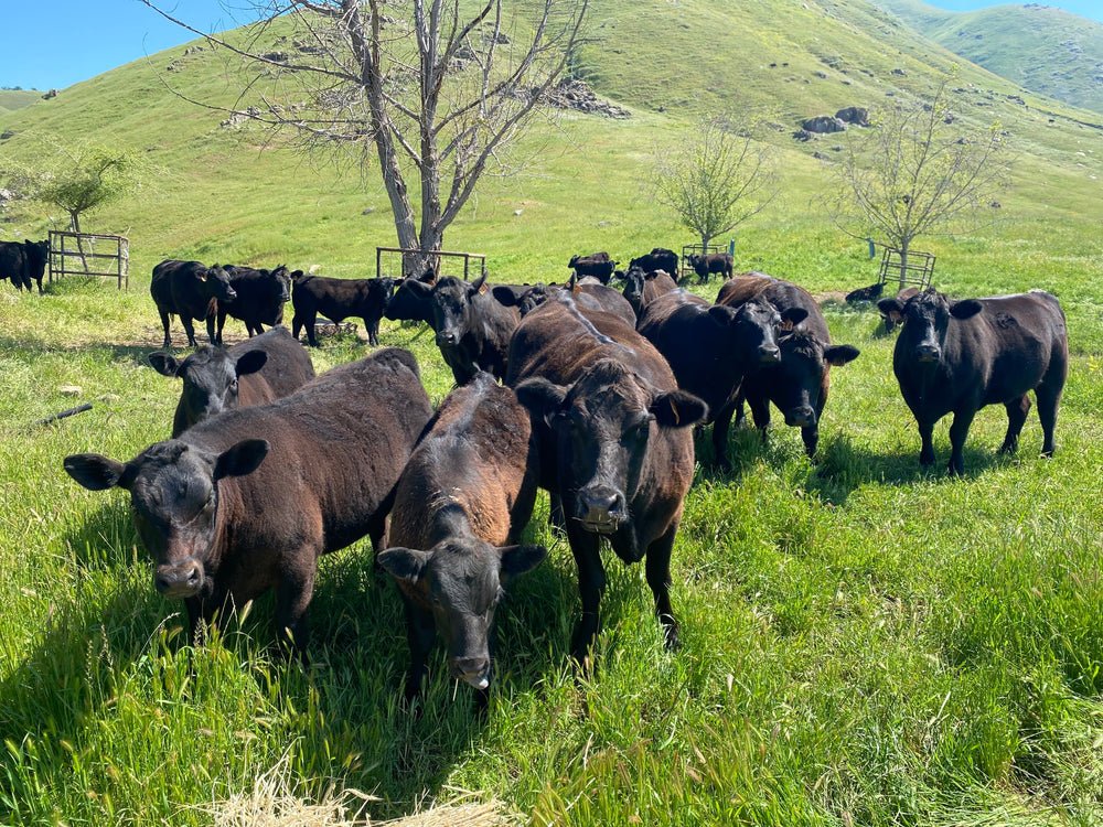 Citrus Cattle Company – Citrus Cattle Company LLC