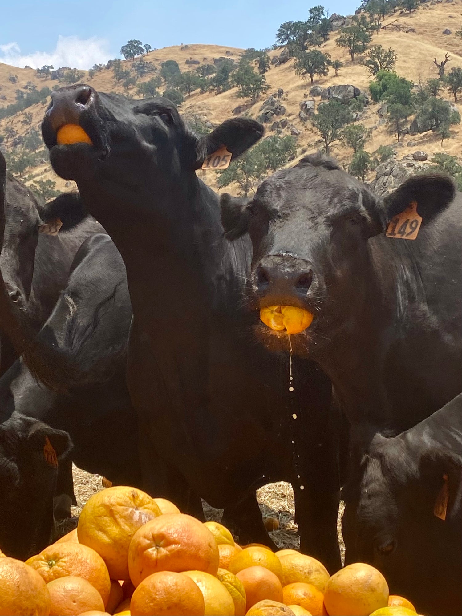 Citrus Cattle Company – Citrus Cattle Company LLC