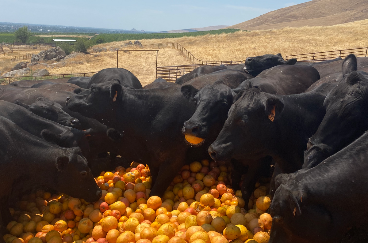 Citrus Cattle Company – Citrus Cattle Company LLC