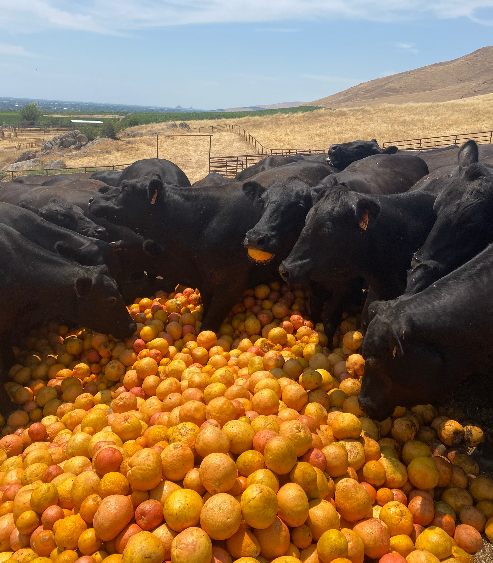 Citrus Cattle Company – Citrus Cattle Company LLC